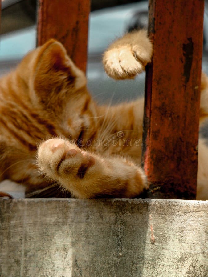 Little cats, very cute stock image. Image of little - 263260683