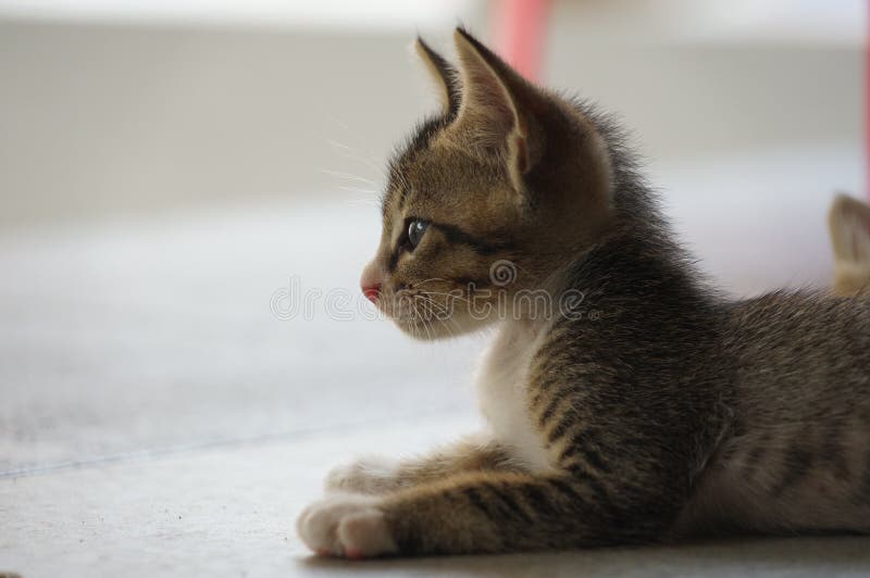 Little Catty stock photo. Image of animal, lunch, whiskers - 263028640