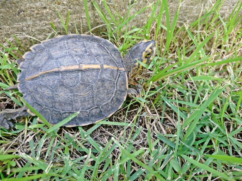 Little Central Asian Tortoise Grass Stock Photos - Free & Royalty-Free ...