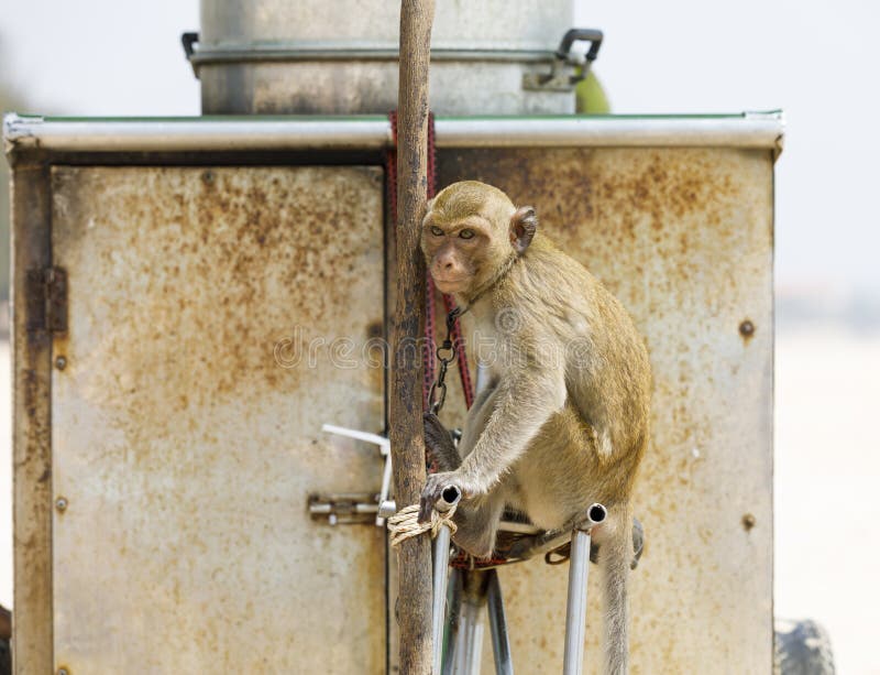 Chained Monkey stock photo. Image of young, monkeys, younger - 16075112 Chained Monkey stock photo. Image of young, monkeys, younger - 16075112
