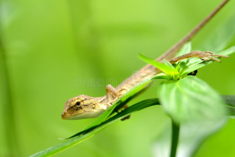 Little Chameleon. stock photo. Image of animal, chameleon - 27453360