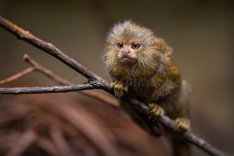 A Little Cheeky Monkey Looking Around Stock Photo - Image of balance ...