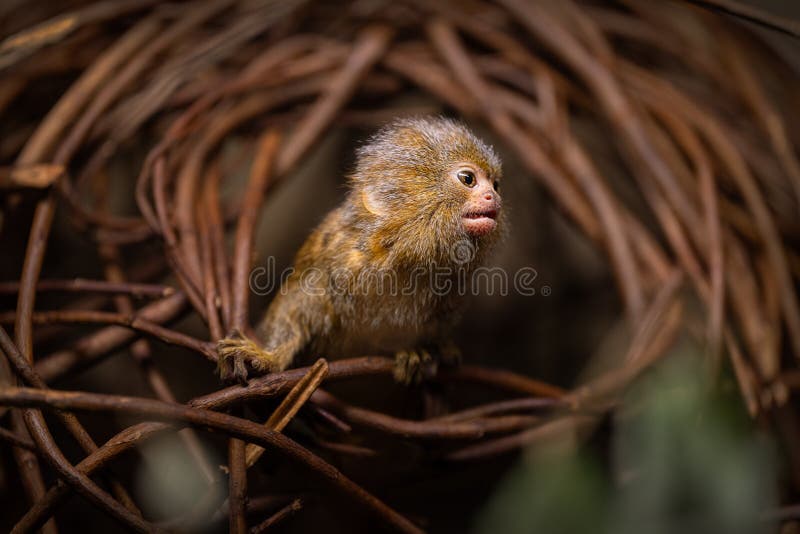 A Little Cheeky Monkey Looking Around Stock Image - Image of twig ...