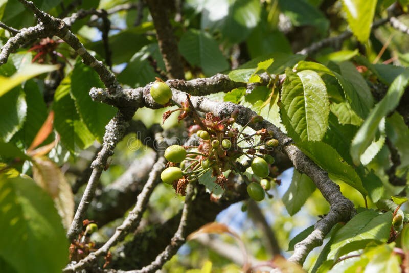 Little Cherries Ripening on a Cherry Tree Stock Photo - Image of ...