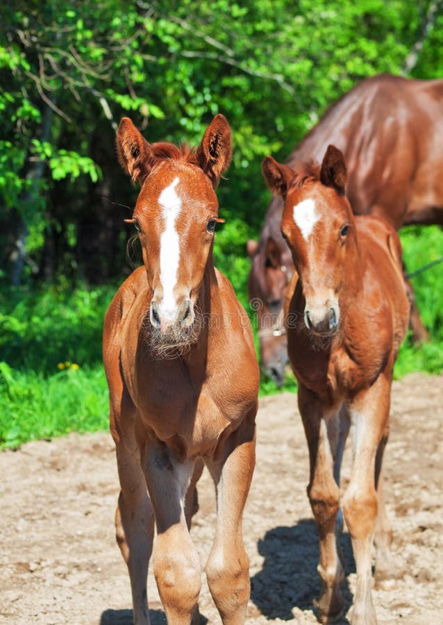 Little Chestnut Foals In Movement Stock Photo - Image of animal, baby ...