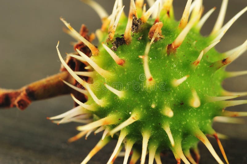 Little chestnut fruit stock image. Image of fruit, detail - 359672477