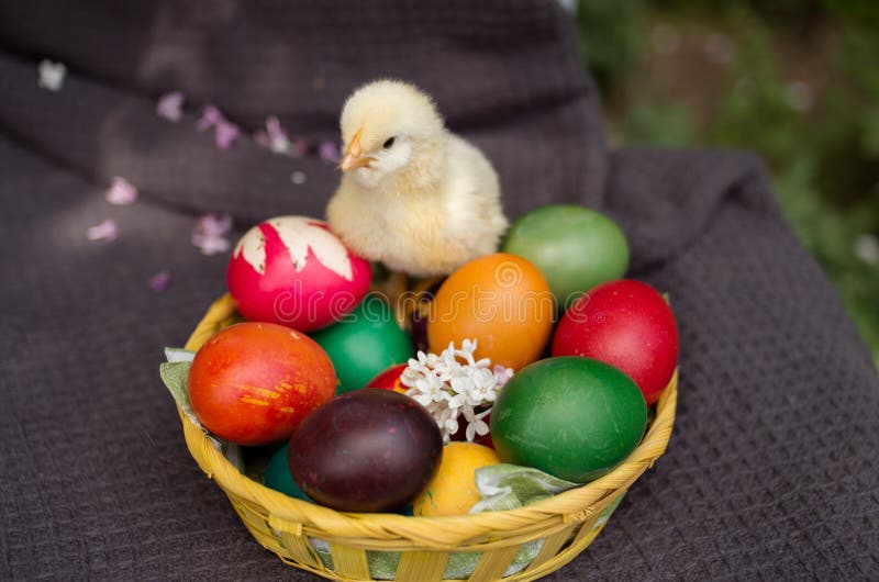Little Chick in Basket with Easter Eggs Stock Photo - Image of fluffy ...
