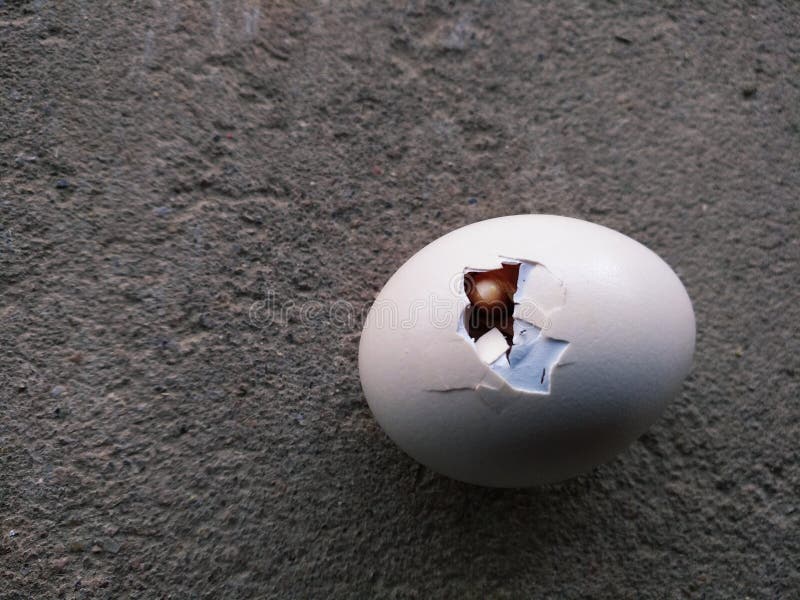 Chick Breaking Stock Photos - Free & Royalty-Free Stock Photos from ...