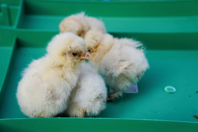 A Little White Chick is Closing Its Eyes. Stock Photo - Image of ...