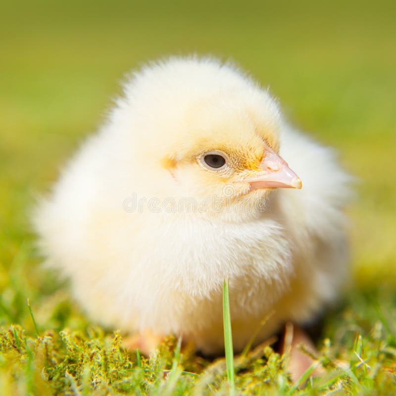 Little chick stock image. Image of meadow, baby, chick - 51505015