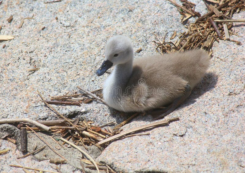 Chick and Goose Searching for Food on River Shore Stock Image - Image ...