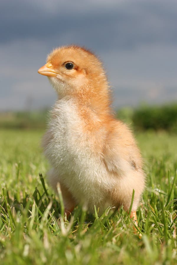 Little chick in the grass stock image. Image of animal - 26769987