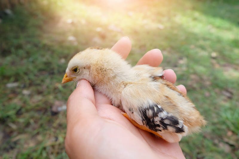 790 Little Chick Human Hand Stock Photos - Free & Royalty-Free Stock ...