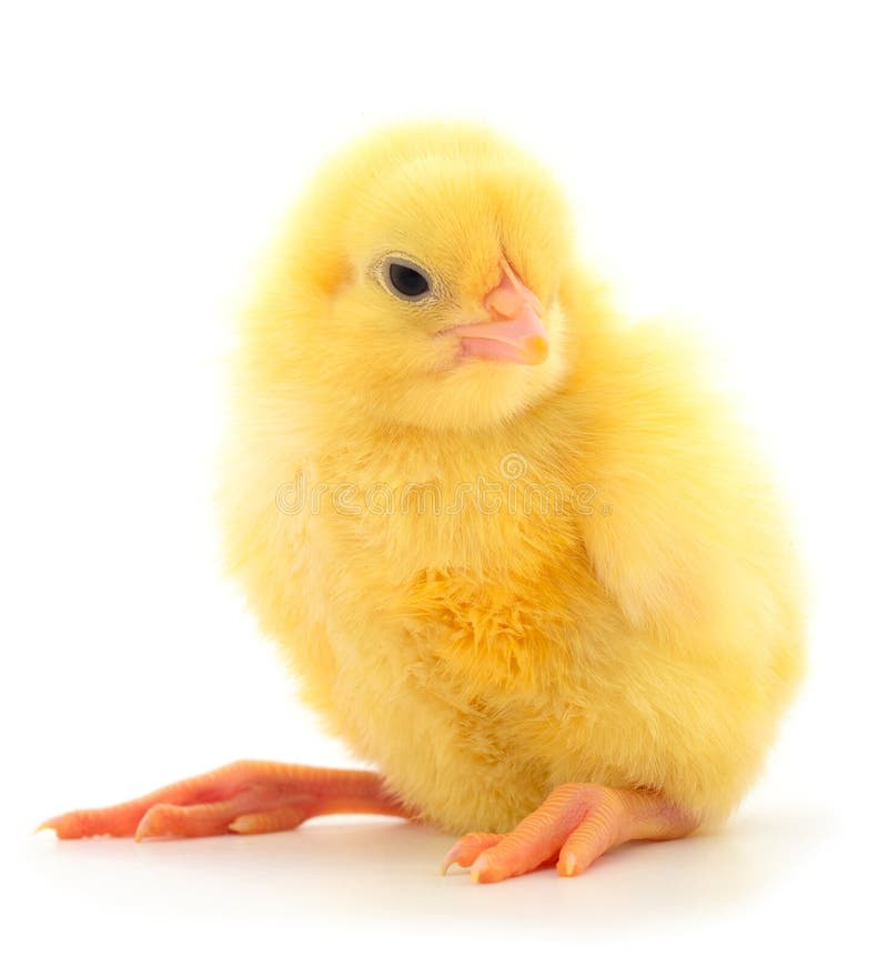 Little chick isolated stock photo. Image of tiny, newborn - 176350008