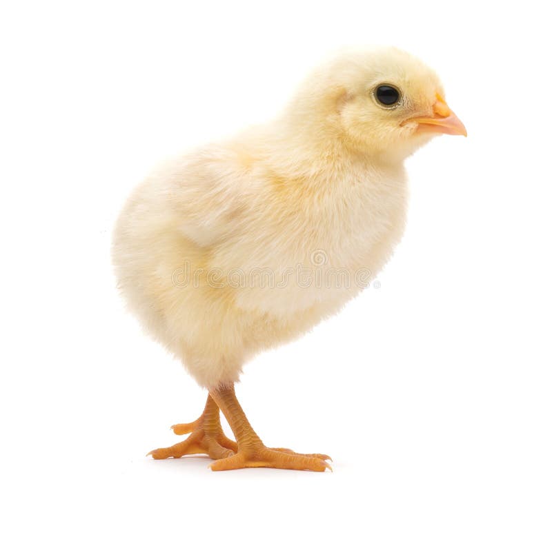 Little Chick Isolated on White Background Stock Image - Image of chick ...