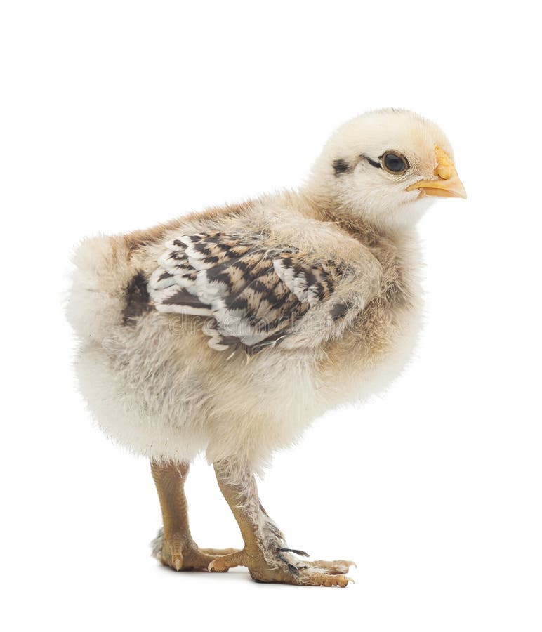 4,376 Poult Stock Photos - Free & Royalty-Free Stock Photos from Dreamstime