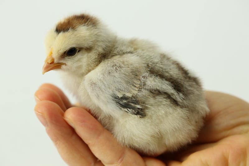 Little chick on palm stock photo. Image of animal, newborn - 26835142