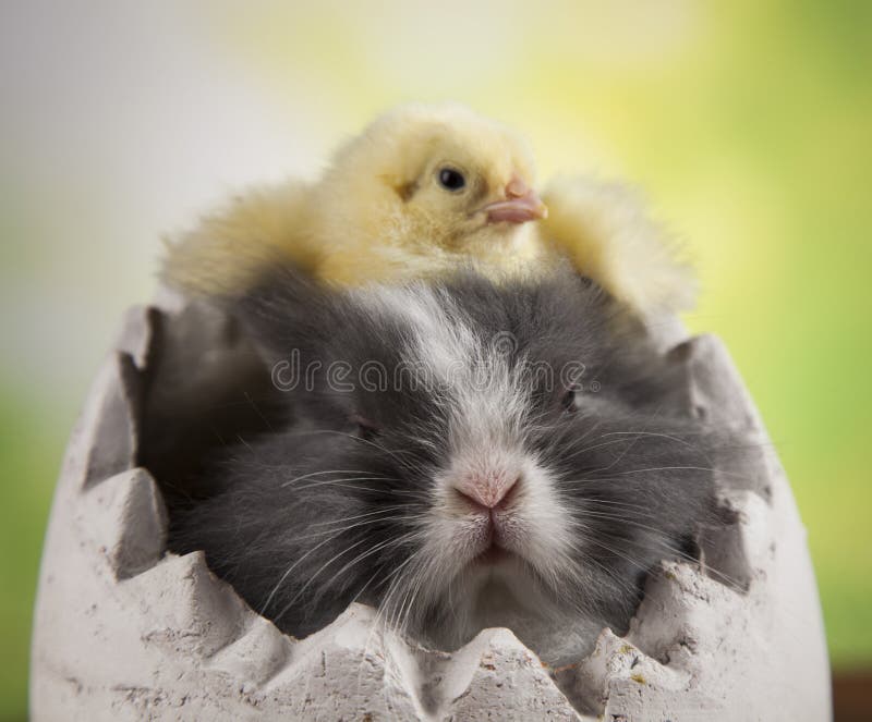 Little chick on rabbit stock image. Image of merry, rabbit - 115414295