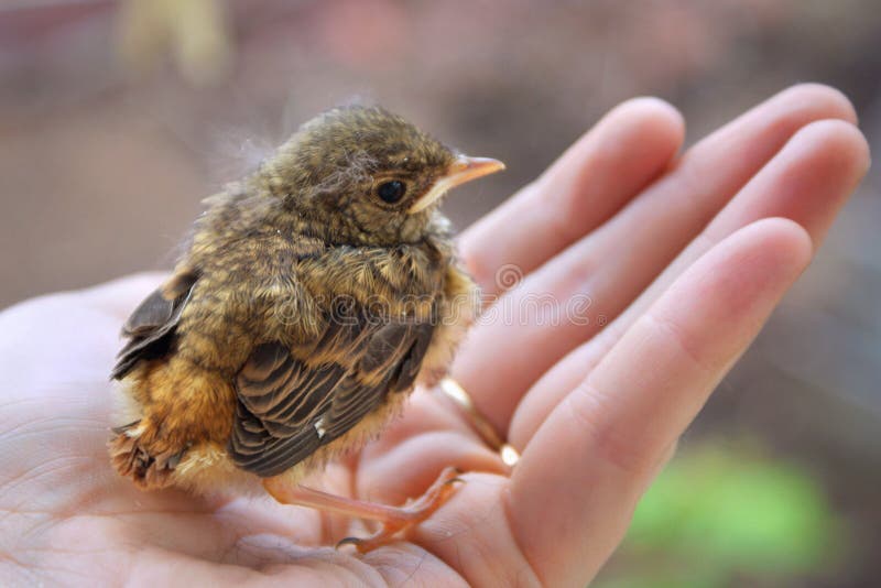 Little Chick Robin Redbreast Sitting Stock Photo - Image of palm, sweet ...