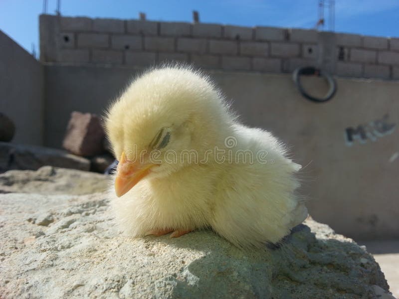 Little chick stock image. Image of sleeps, great, rock - 102366393