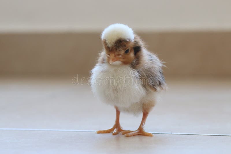 A Little Chick Standing on the Floor Stock Photo - Image of young, baby ...