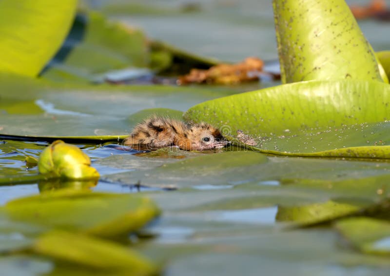 A Little Chick of Whiskered Tern Hide Stock Image - Image of chick ...