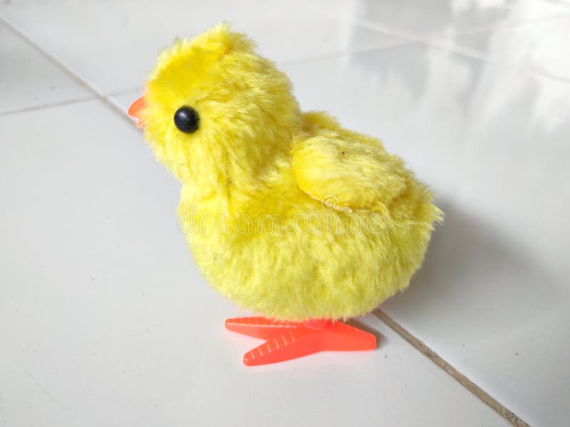Little Chick with Yellow Color and Orange Foot Stock Photo - Image of ...