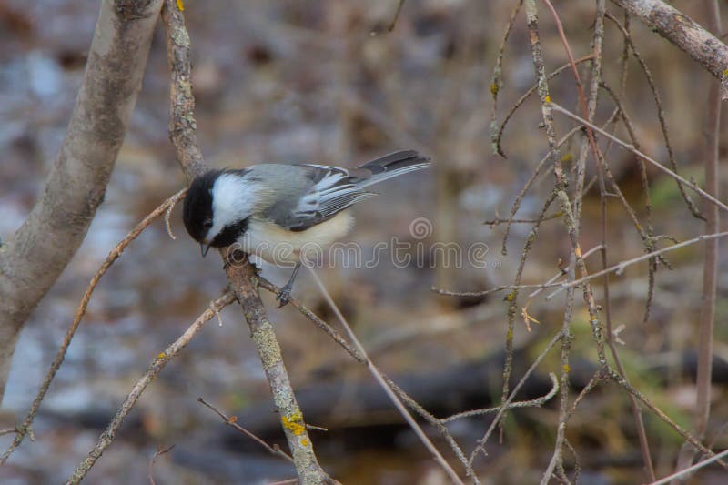 A Little Chickadee on a Tree Stock Image - Image of beak, winter: 182168269