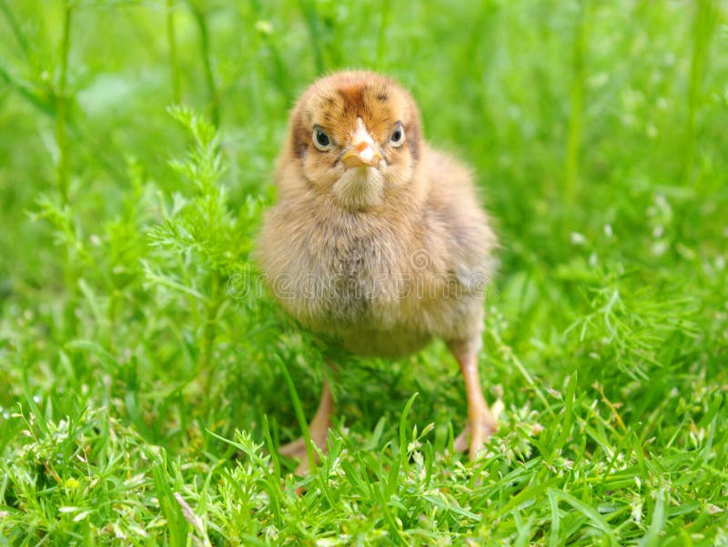 Little chicken stock image. Image of animal, stockyard - 18130419