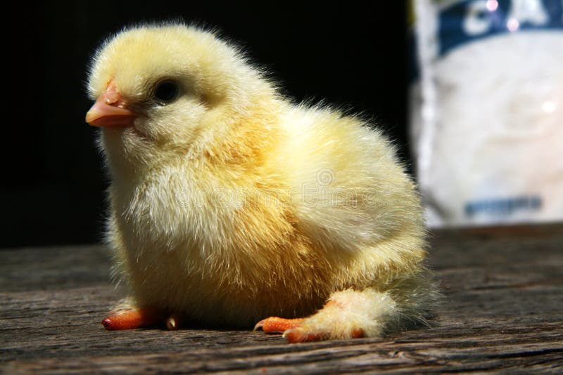 Little chicken stock photo. Image of nature, farm, chicken - 13852070