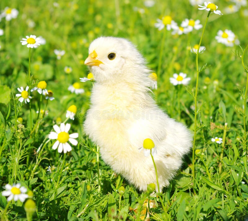 Little chicken stock image. Image of animal, stockyard - 18130419