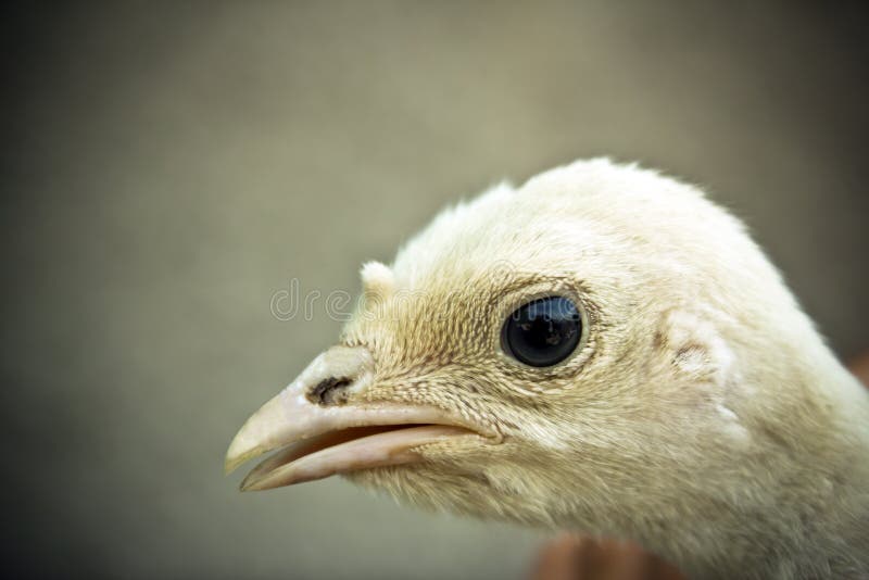 Little chicken stock photo. Image of grow, creature, adorable - 25623360