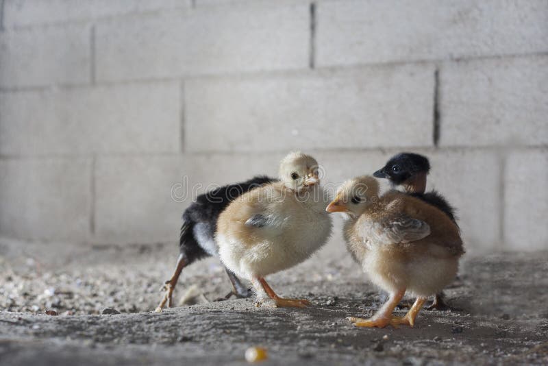 Little chicken stock image. Image of chicken, white, farming - 26884883