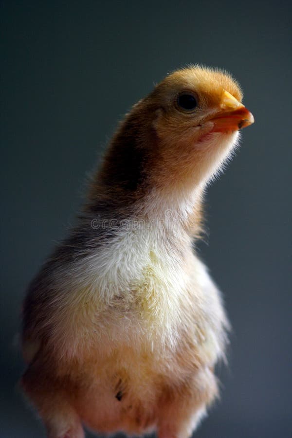 Little Chicken stock image. Image of chicken, hair, small - 6306557