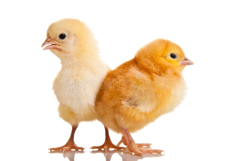 Two Baby Chicks Isolated on White Stock Image - Image of close ...