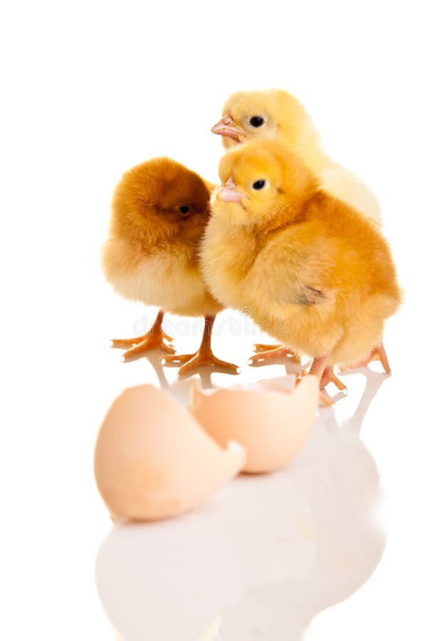 Little Chicken Animal Isolated Stock Photo - Image of soft, studio ...
