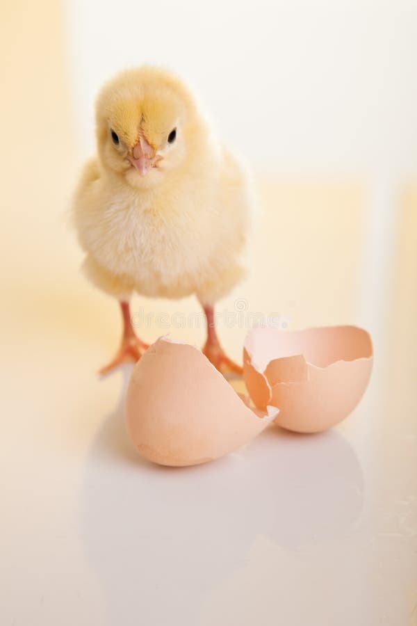 Little Chicken Animal Isolated Stock Photo - Image of fluffy, cute ...