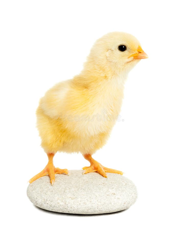 Adorable little chicken stock photo. Image of isolated - 22013366