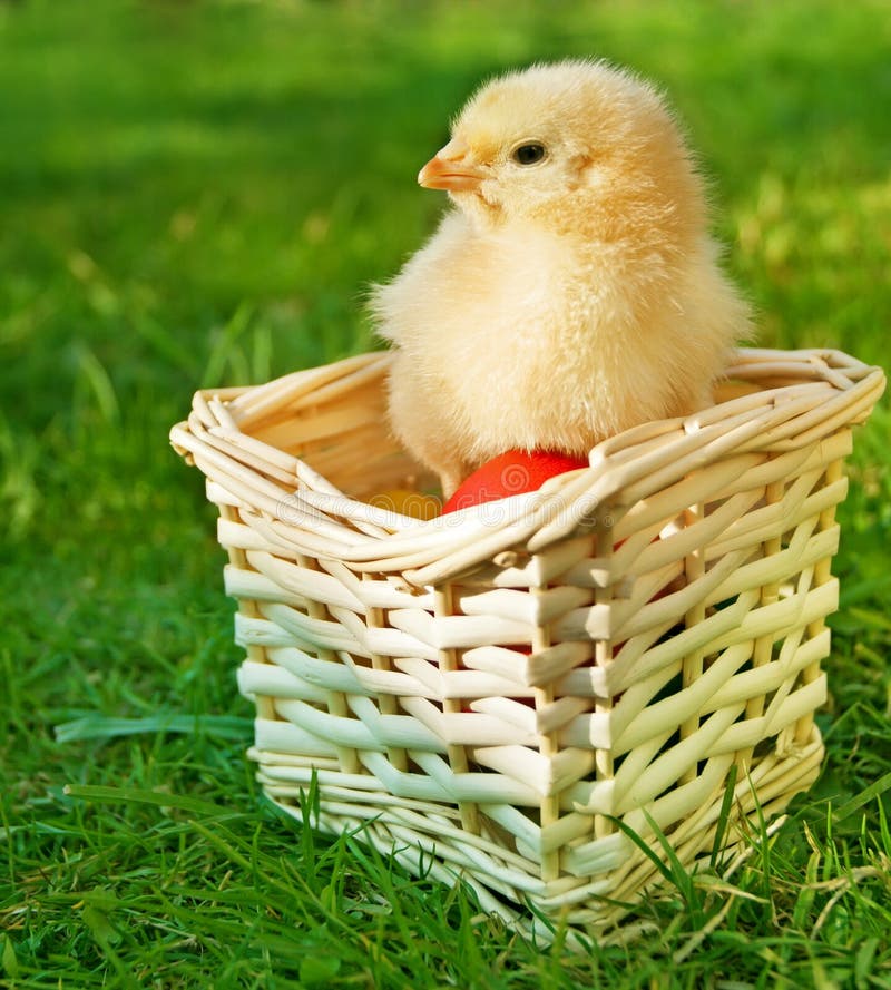Easter Chicken in Basket stock photo. Image of food, rooster - 2012606