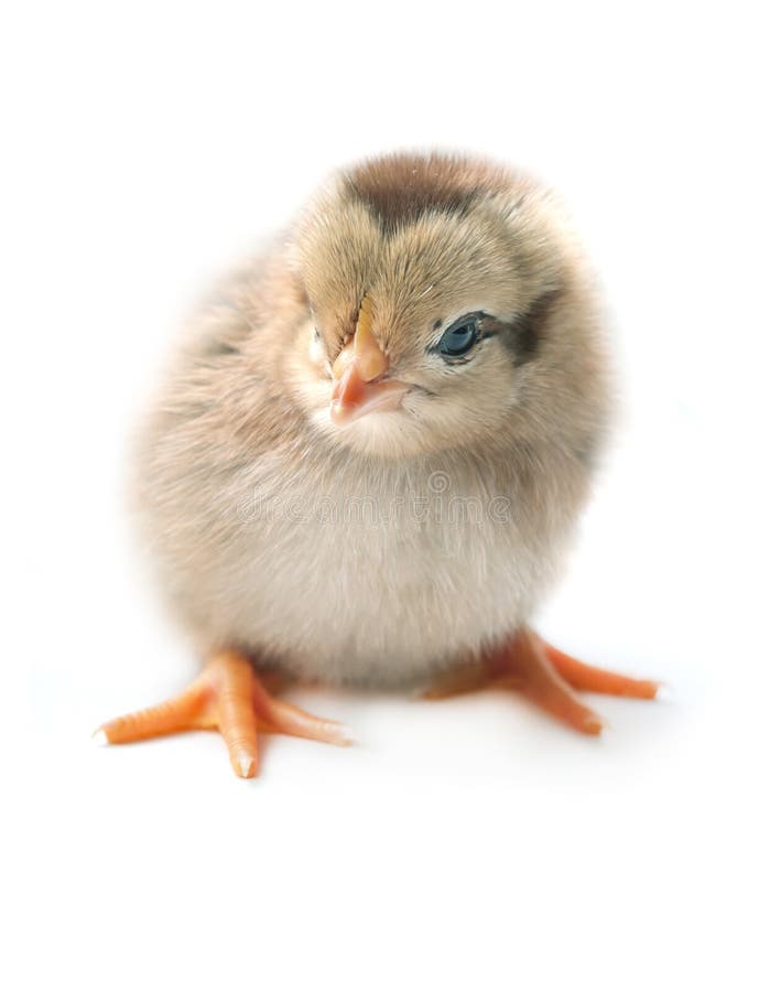 Little chicken stock photo. Image of adorable, springtime - 71066660