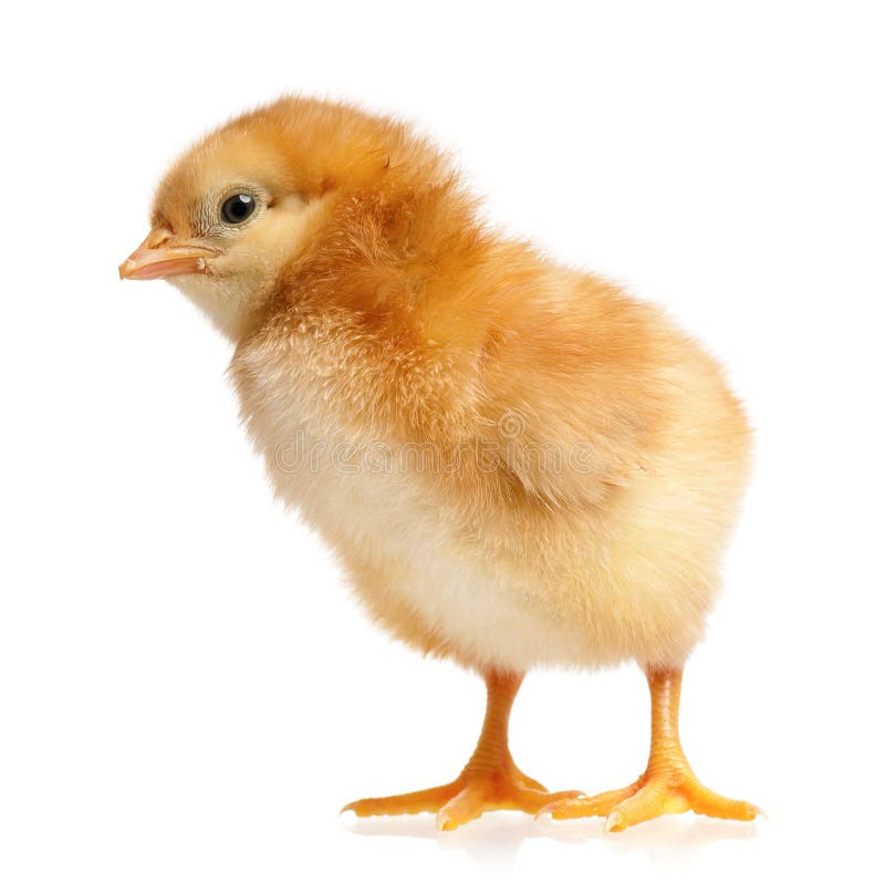 Cute little baby chicken stock image. Image of newborn - 3571563