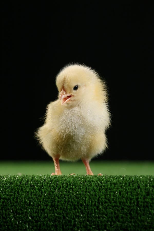 Small easter chicken stock photo. Image of close, yellow - 13056028