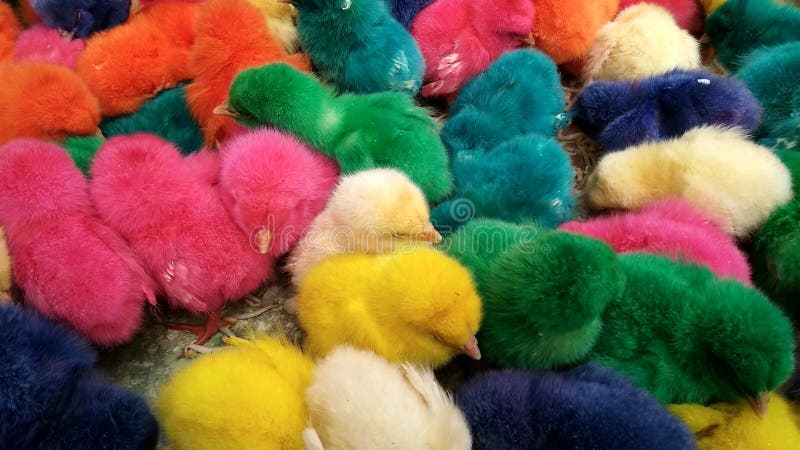 Little chicken stock photo. Image of pink, chickens - 274360892