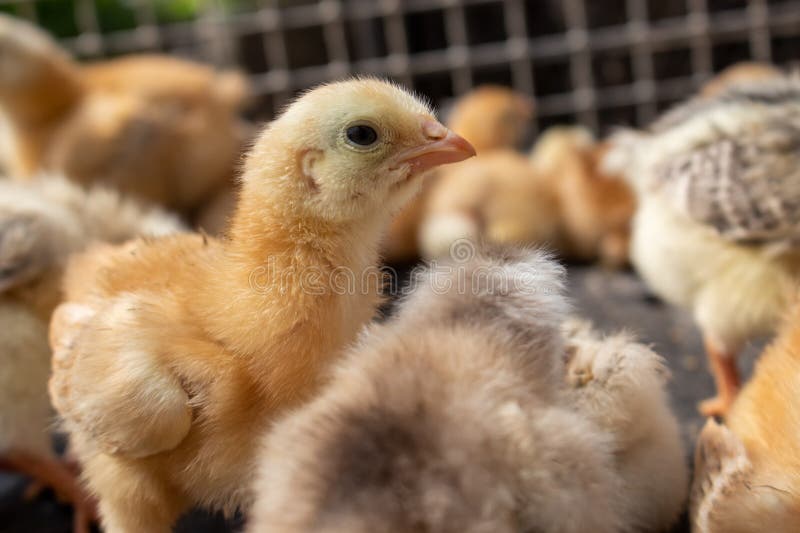 Little Chicken Close Up. Chickens on the Farm. Stock Photo - Image of ...