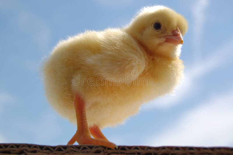 1,235 Chicken Looking Down Stock Photos - Free & Royalty-Free Stock ...