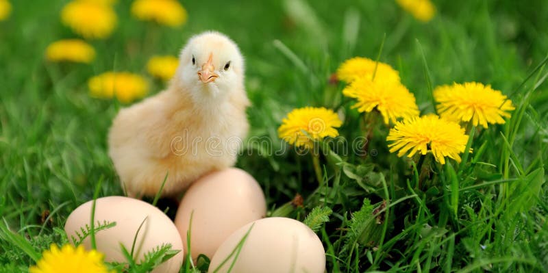 Small easter chicken stock photo. Image of close, yellow - 13056028