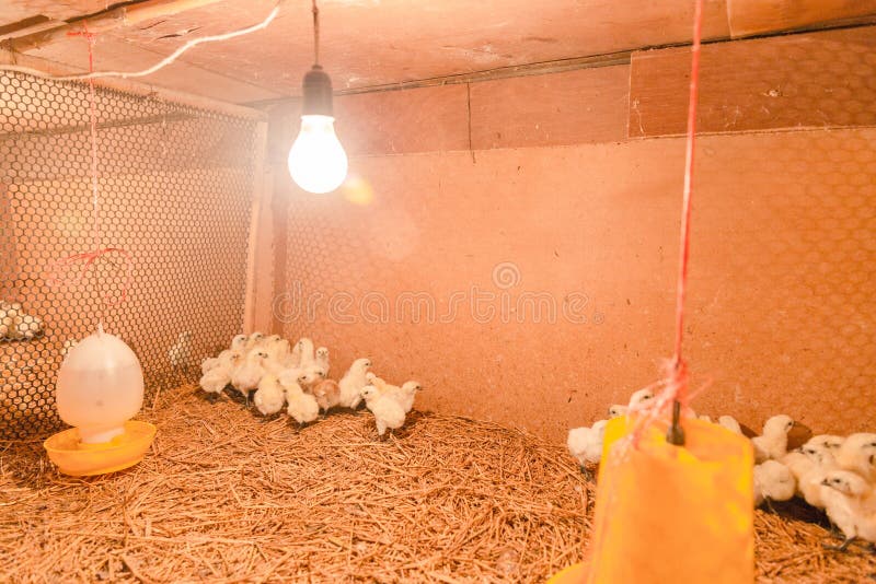 Little chicken in farm stock image. Image of seafood - 118771767