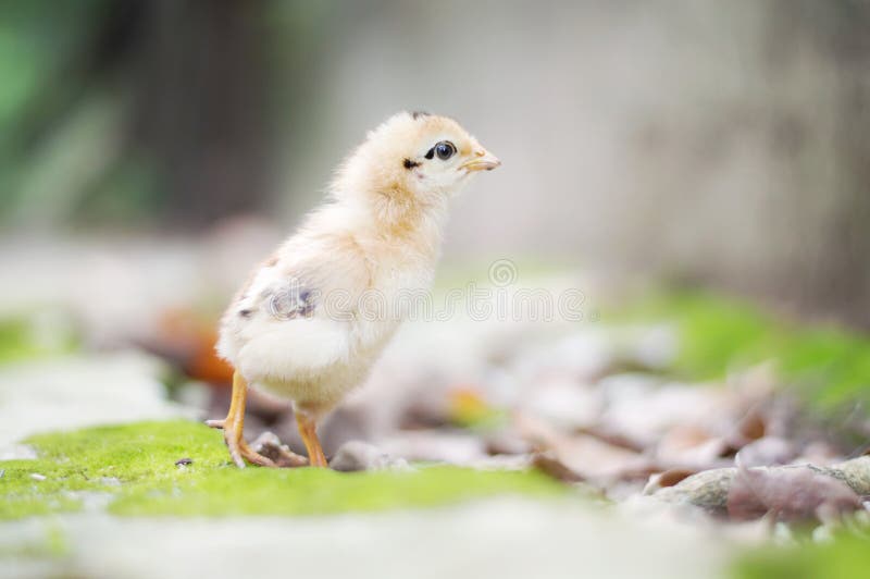 Chicken in the stock photo. Image of bokeh, hatch, cute - 177552128