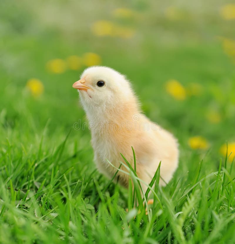 Cute chicken chick bird stock image. Image of protected - 31162293