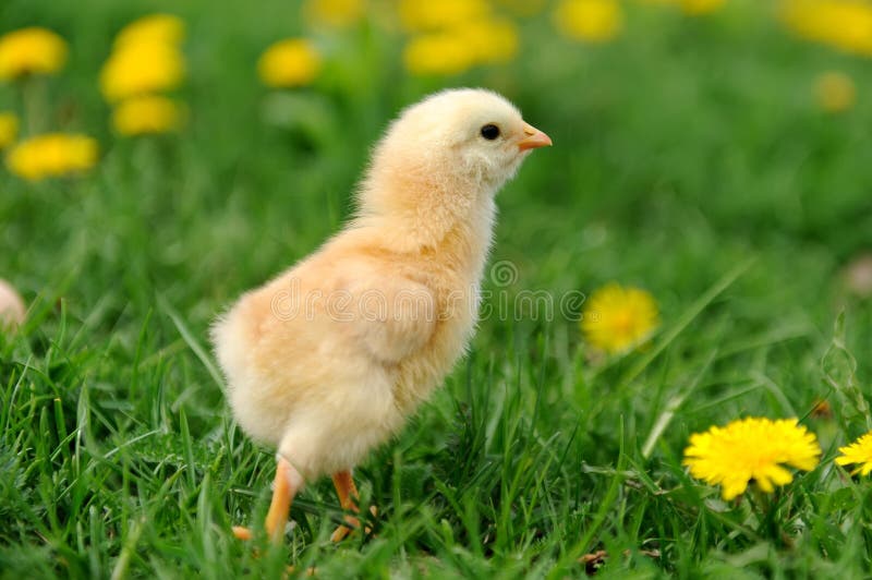 Two cute chickens stock photo. Image of birds, easter - 8803460